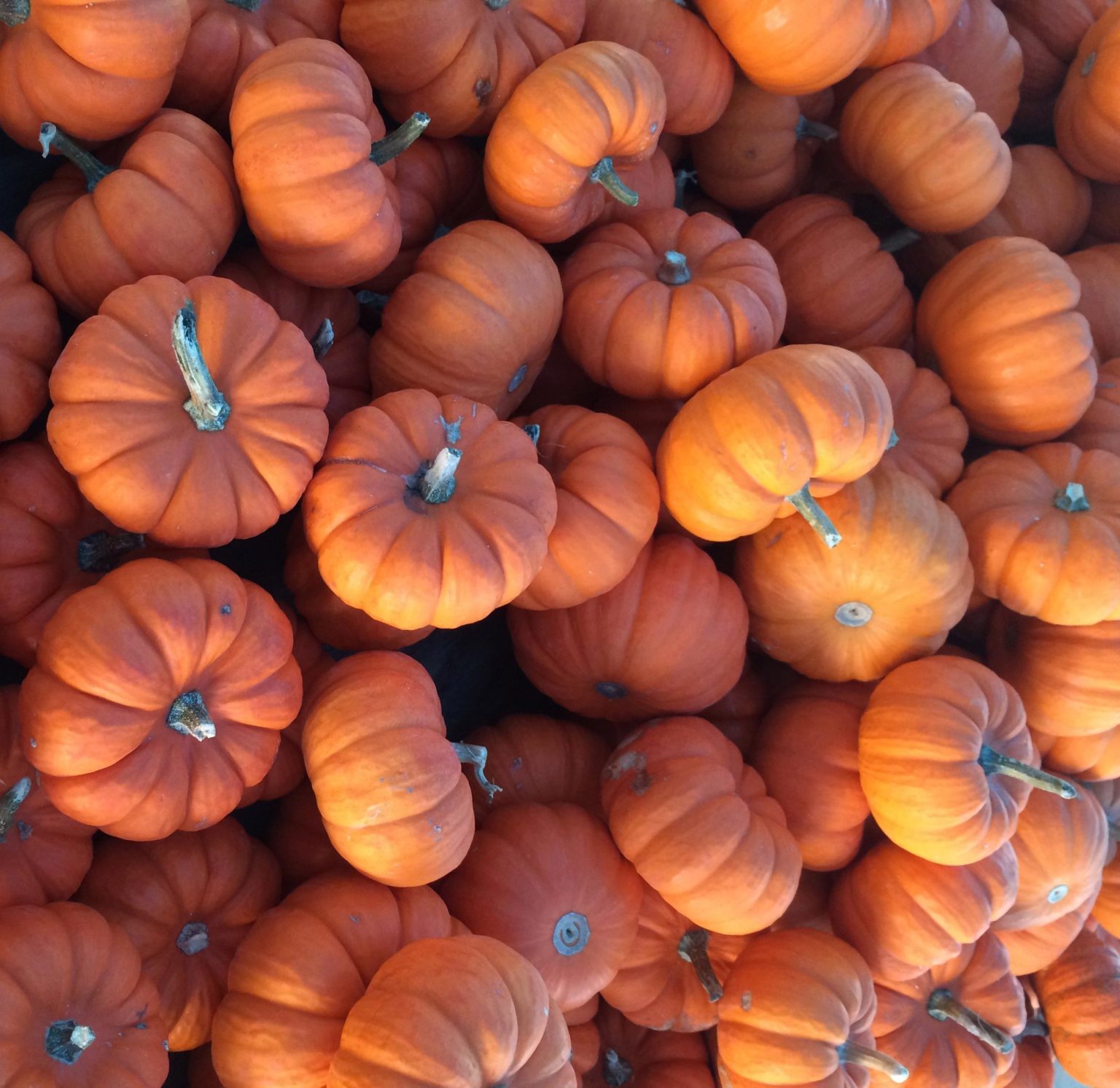 Boo! Channel Your Inner Witch with D&Co Tips for a Wicked Halloween ...